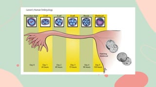 IMPLANTATION OF EMBRYO | PPT