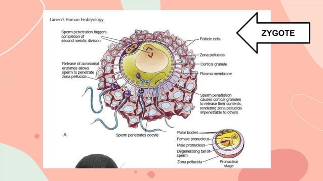 IMPLANTATION OF EMBRYO | PPT