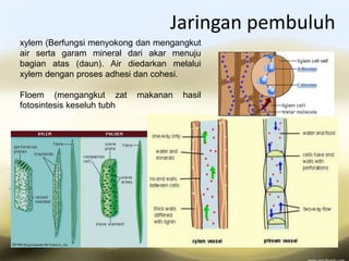 205938953-kelas-8-STRUKTUR-DAN-FUNGSI-TUMBUHAN-pptx.pptx