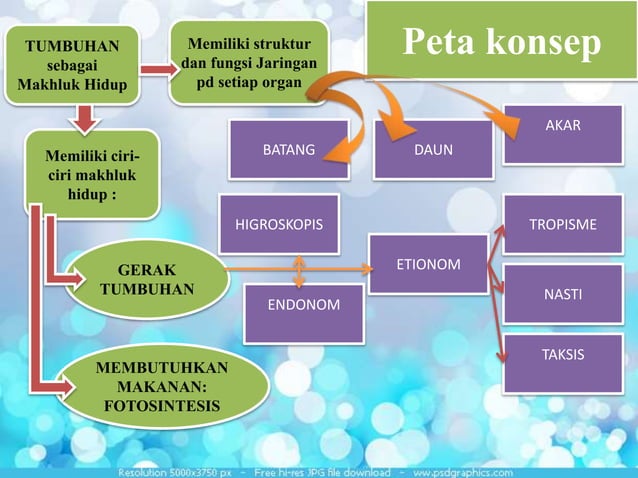 205938953-kelas-8-STRUKTUR-DAN-FUNGSI-TUMBUHAN-pptx.pptx