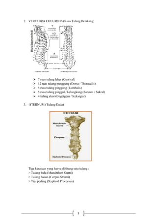 206 Tulang Manusia mata kuliah ibd .docx