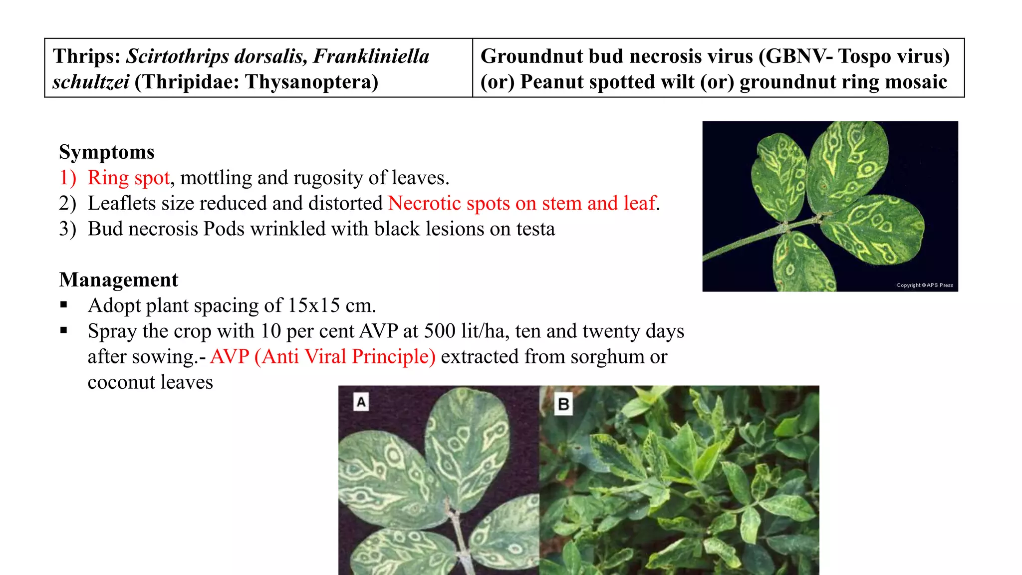 Insect vector transmitted plant diseases | PPTX