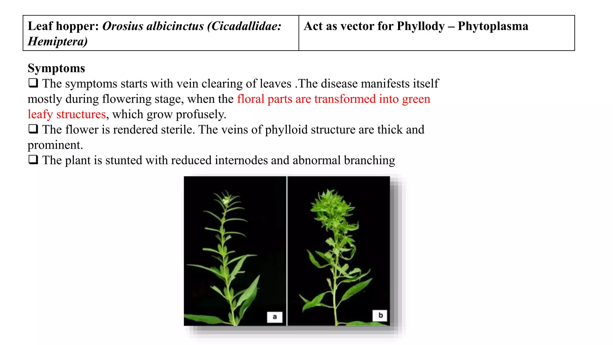 Insect vector transmitted plant diseases | PPTX