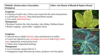 Insect vector transmitted plant diseases | PPTX