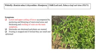 Insect vector transmitted plant diseases | PPTX