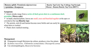 Insect vector transmitted plant diseases | PPTX