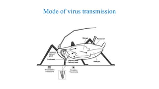 Insect vector transmitted plant diseases | PPTX