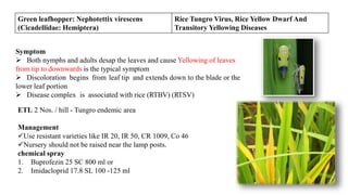 Insect vector transmitted plant diseases | PPTX