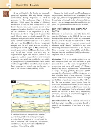 Evolution Of Fossil Ecosystems Paul Selden John Nudds | PDF
