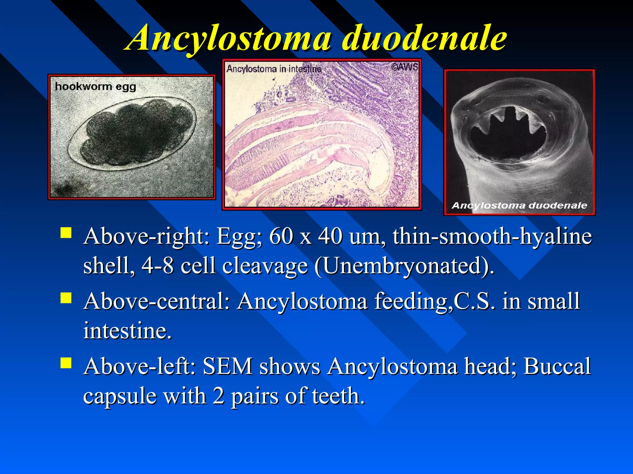 medical-parasitology-power-point-lab8 part2 | PPT