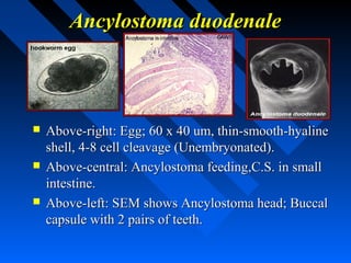 medical-parasitology-power-point-lab8 part2 | PPT