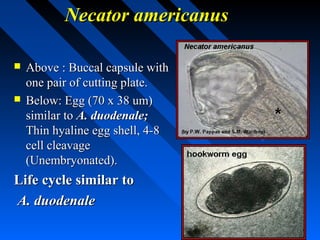 medical-parasitology-power-point-lab8 part2 | PPT