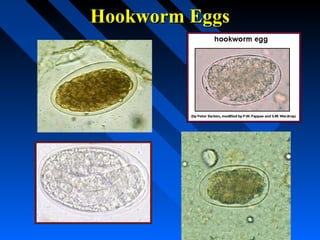 medical-parasitology-power-point-lab8 part2 | PPT