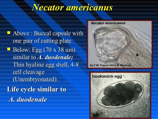 medical-parasitology-power-point-lab8 part2