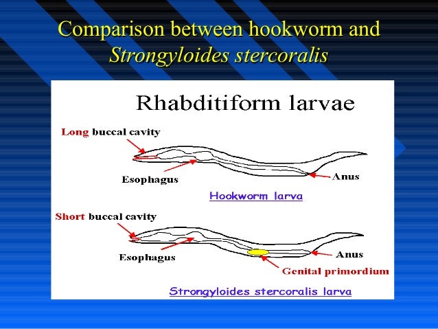 medical-parasitology-power-point-lab8 part2
