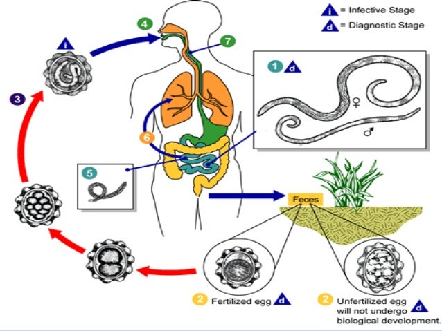 medical-parasitology-power-point-lab8 part2