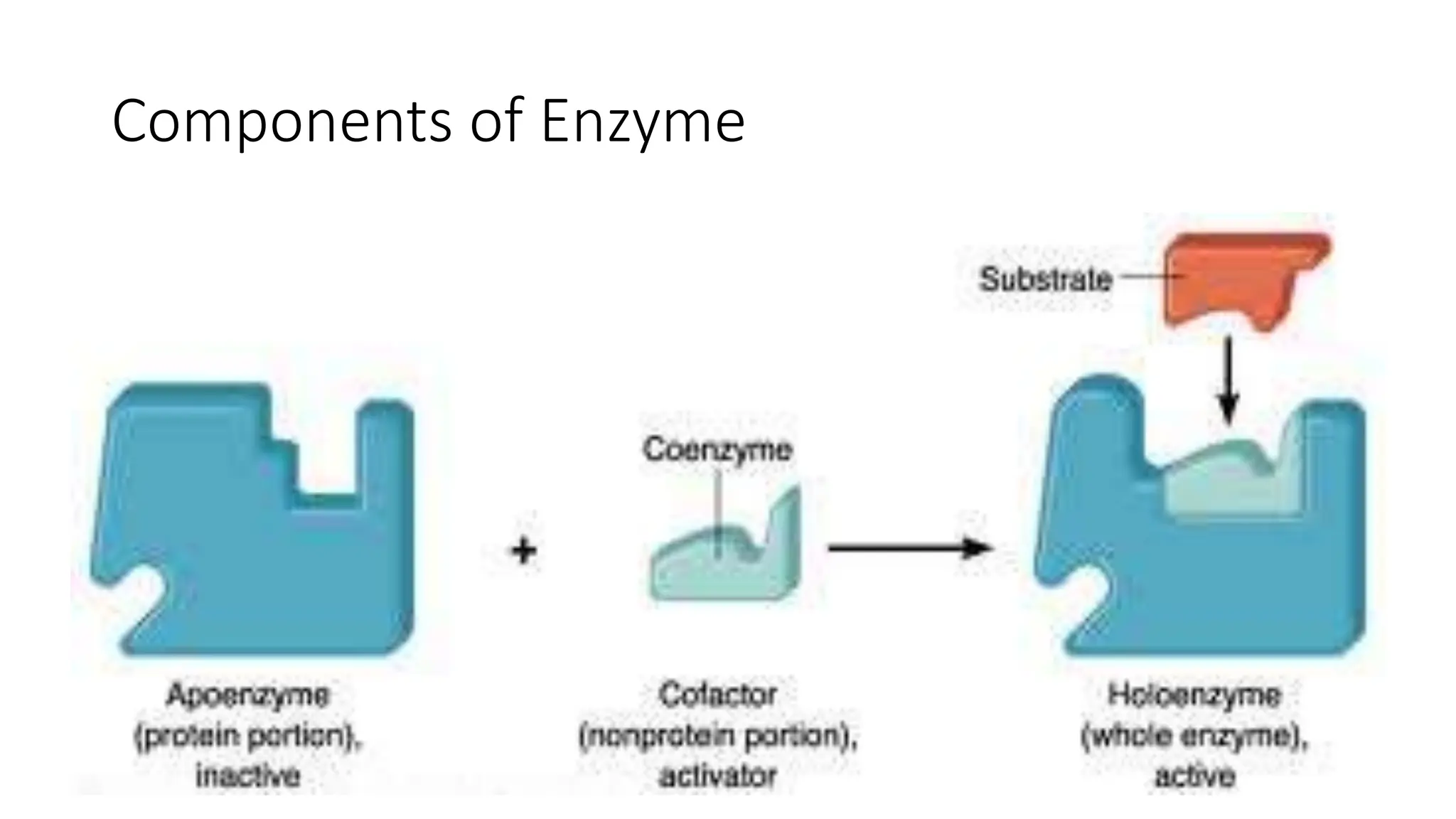 Different types of enzymes and its role and impact | PPT | Free Download