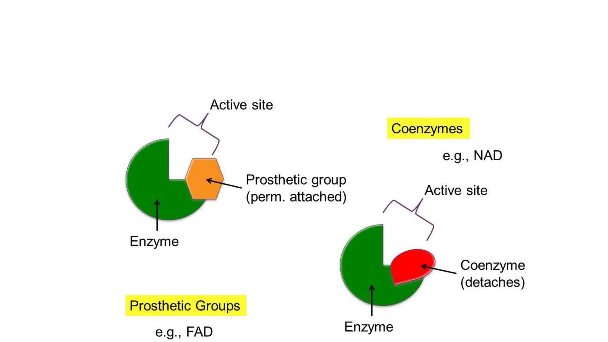 Different types of enzymes and its role and impact | PPT | Free Download