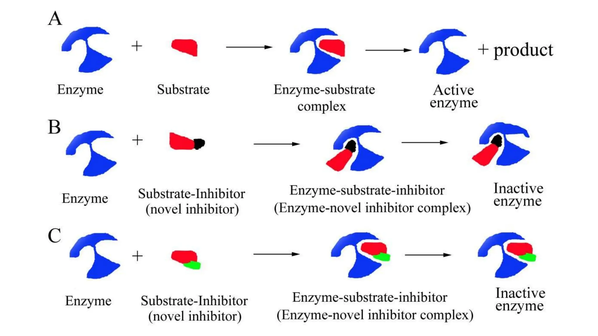 Different types of enzymes and its role and impact | PPT | Free Download