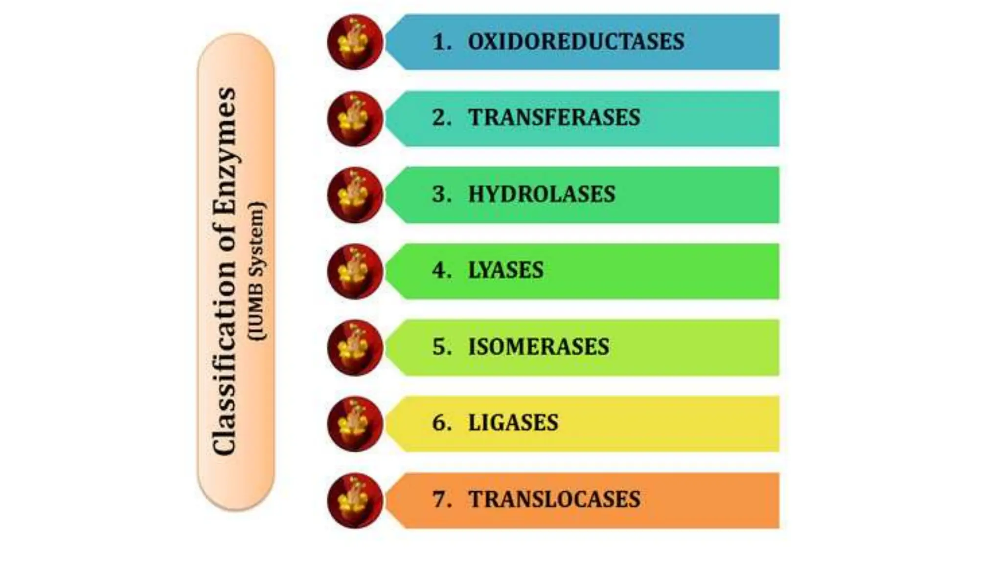 Different types of enzymes and its role and impact | PPT | Free Download