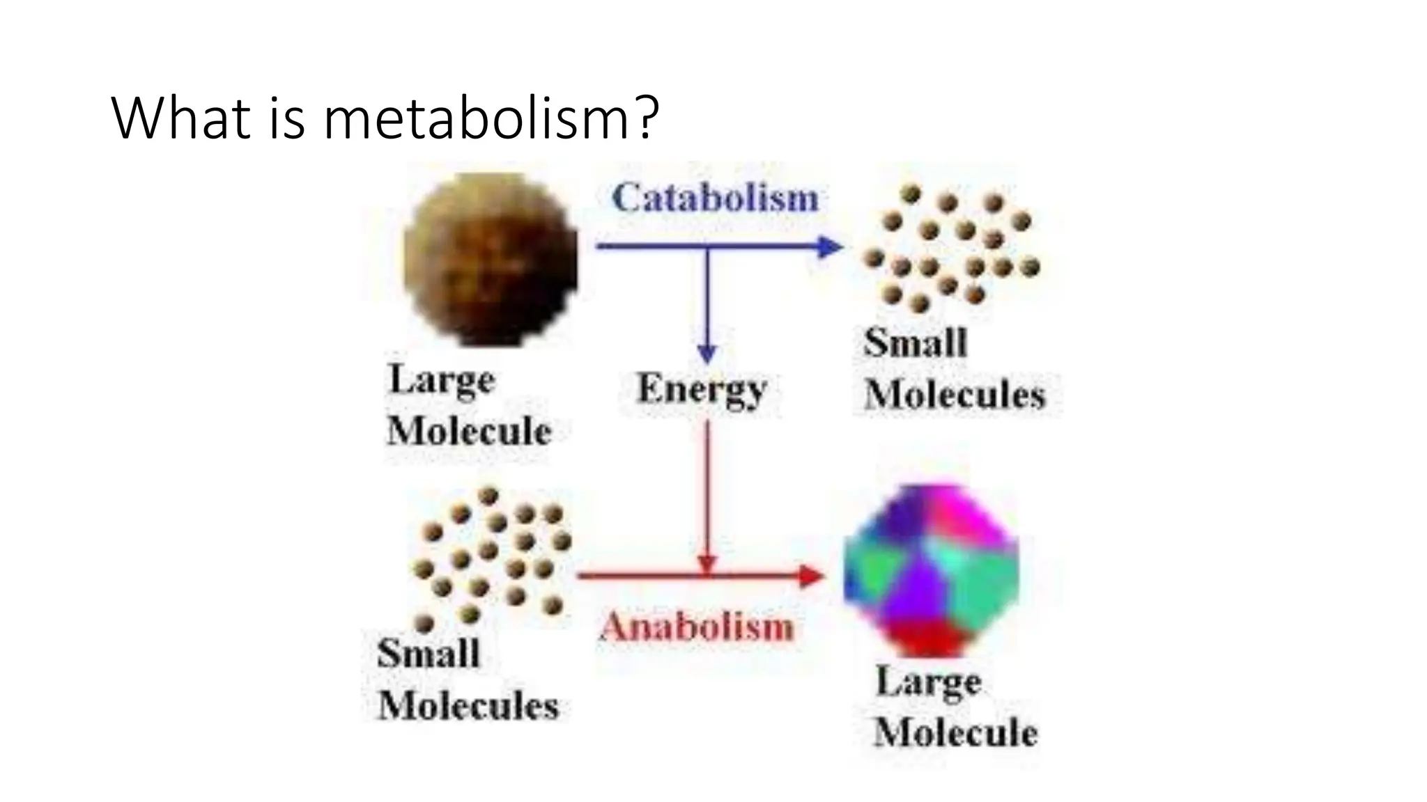 Different types of enzymes and its role and impact | PPT | Free Download