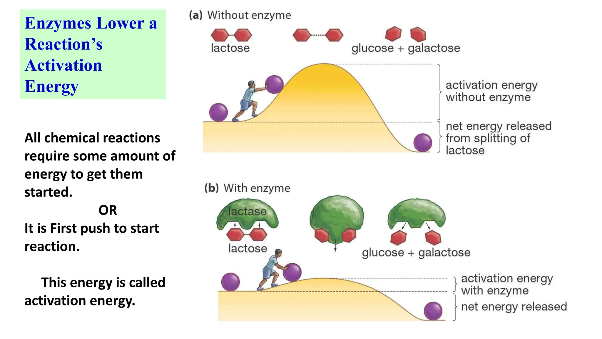 Different types of enzymes and its role and impact | PPT | Free Download