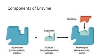 Different types of enzymes and its role and impact | PPT