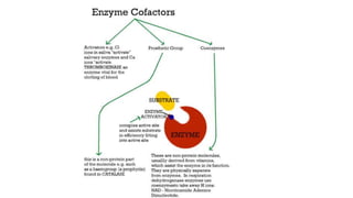 Different types of enzymes and its role and impact | PPT | Free Download