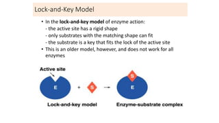 Different types of enzymes and its role and impact | PPT | Free Download