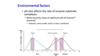 Different types of enzymes and its role and impact | PPT