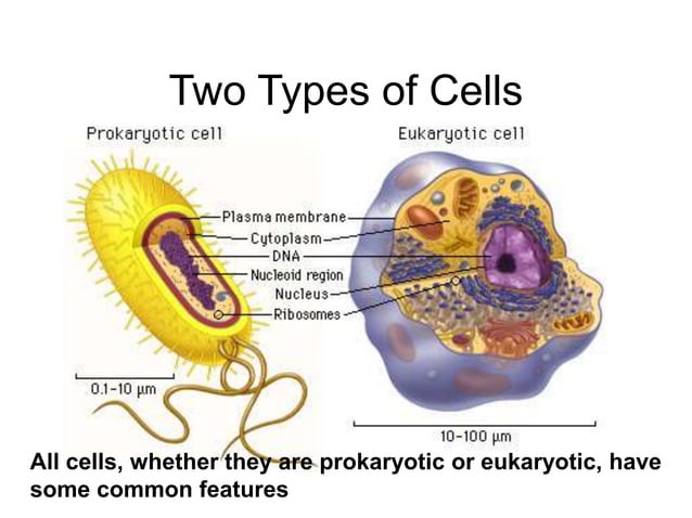 2092_Cell as basic unit of life.ppt