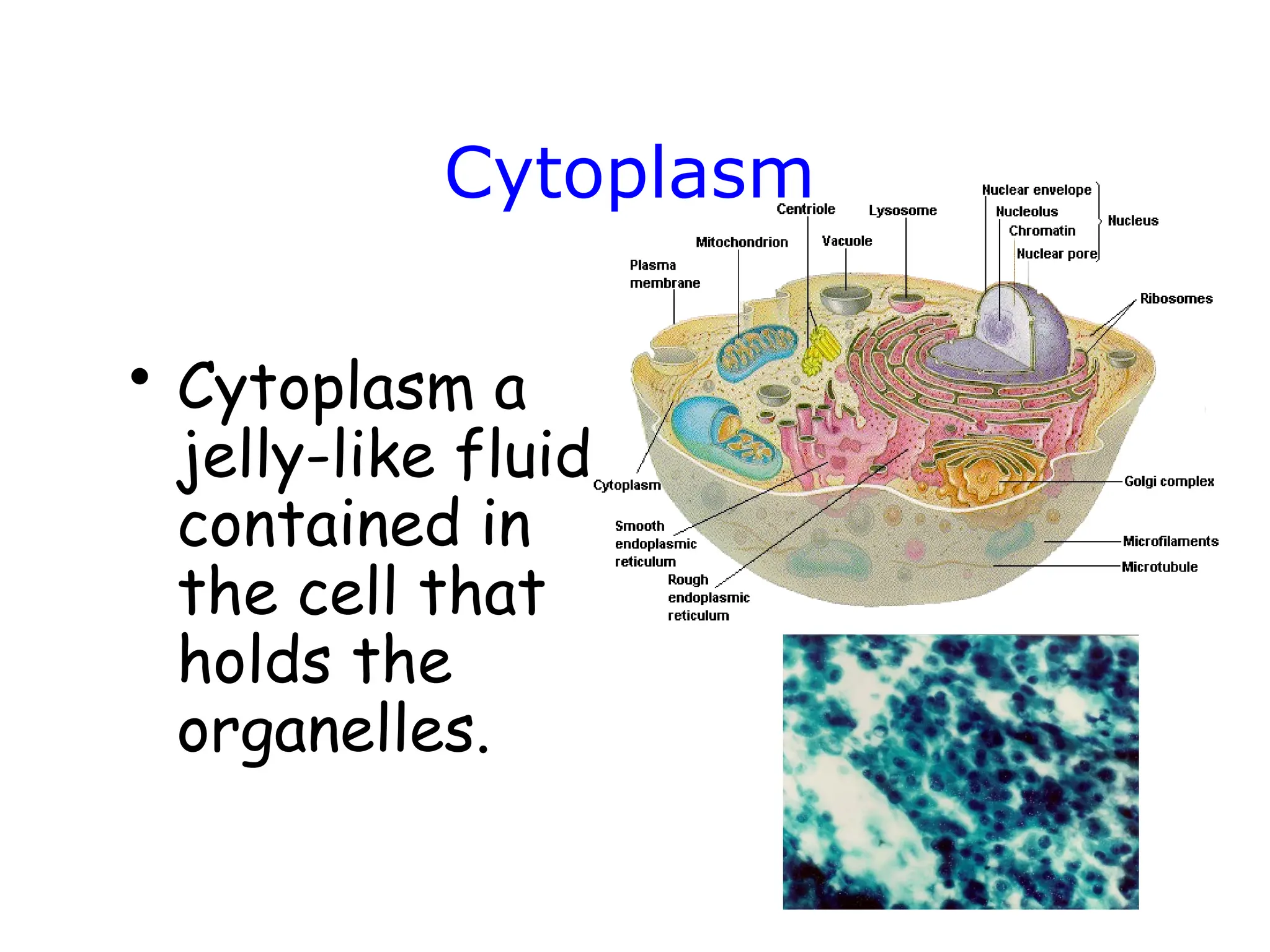 Biology presentation for class ix and class X | PPT