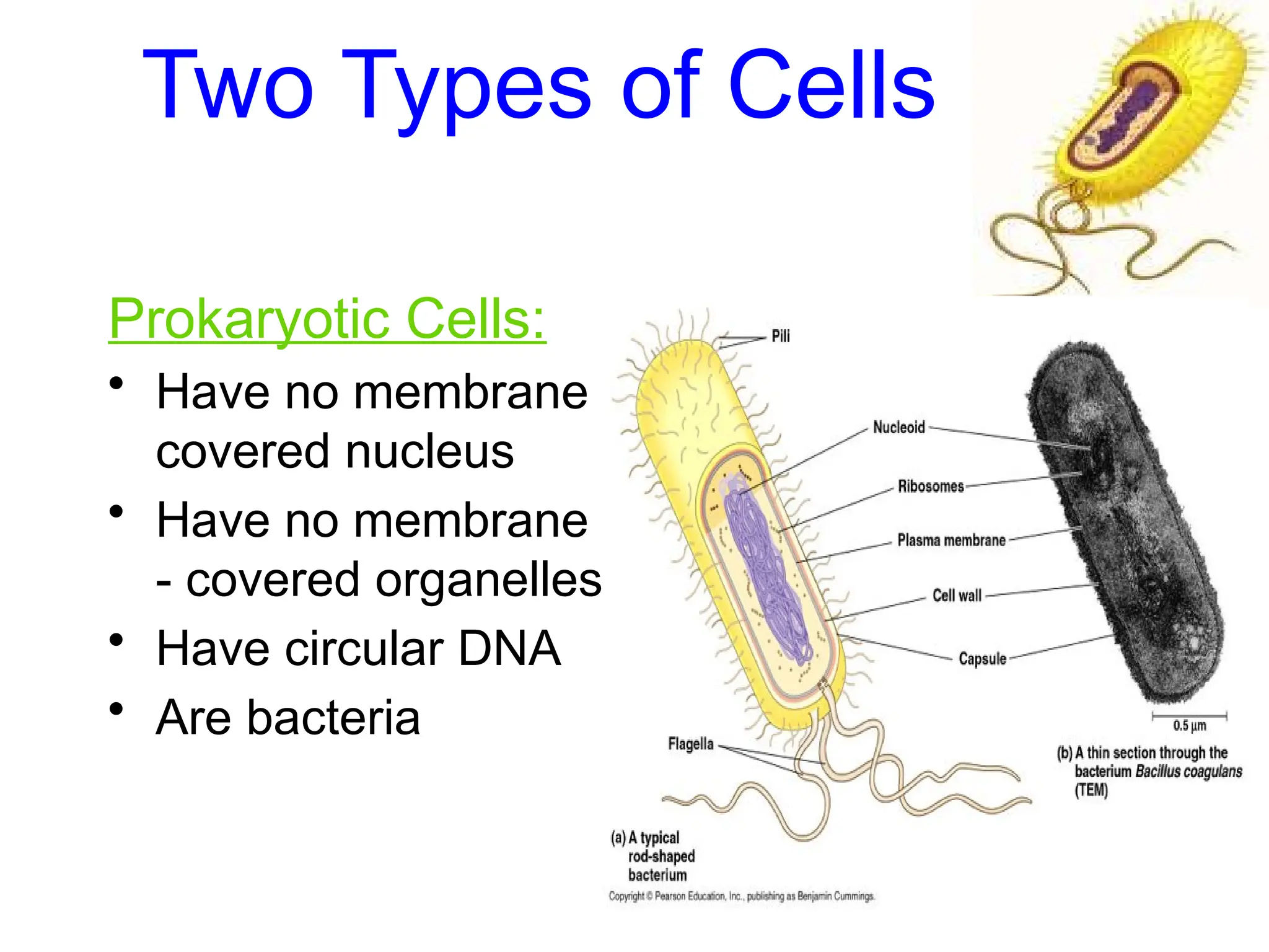 Biology presentation for class ix and class X | PPT