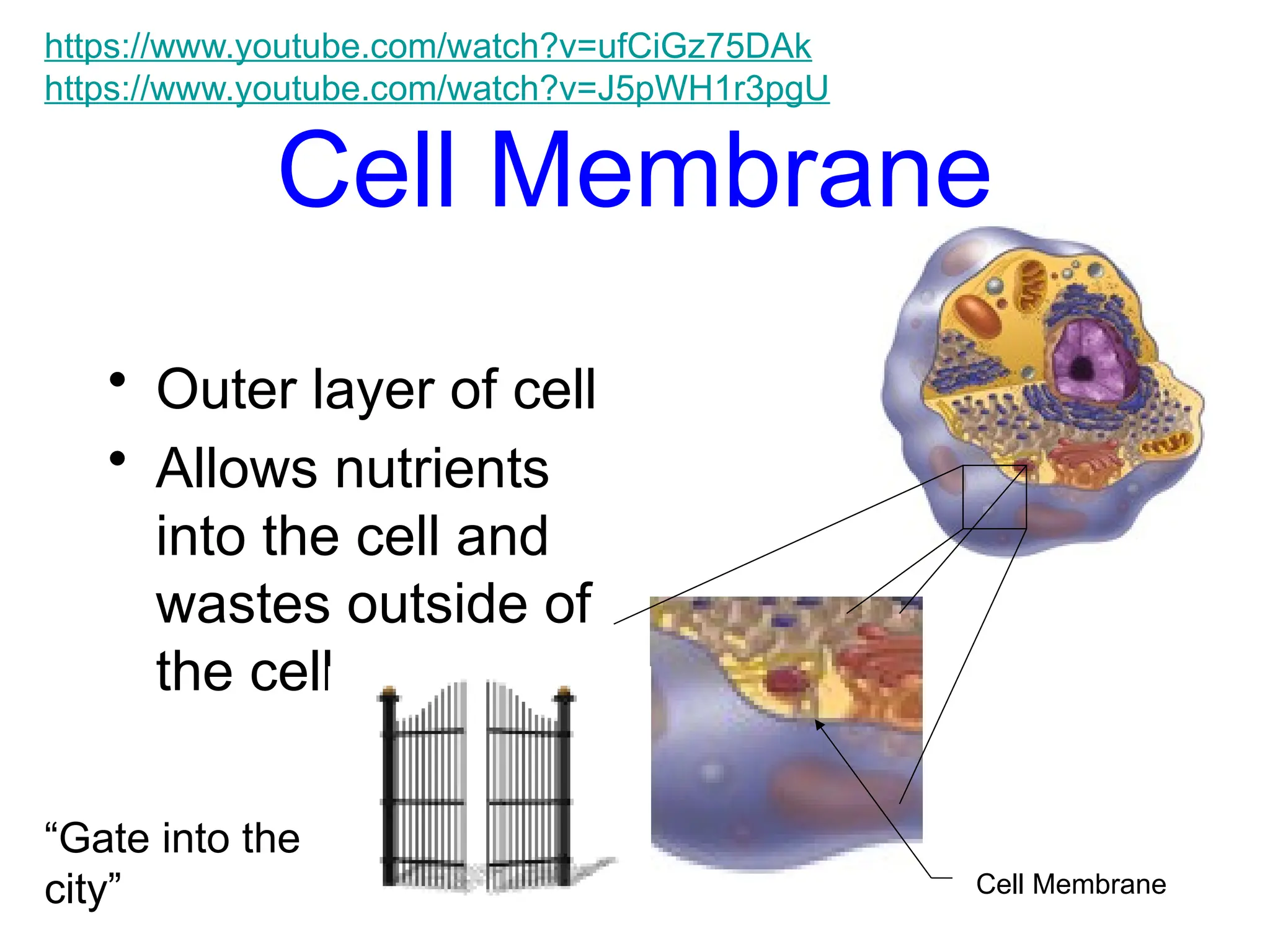 Biology presentation for class ix and class X | PPT