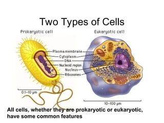 Cell as basic unit of life jenis jenis sel | PPT