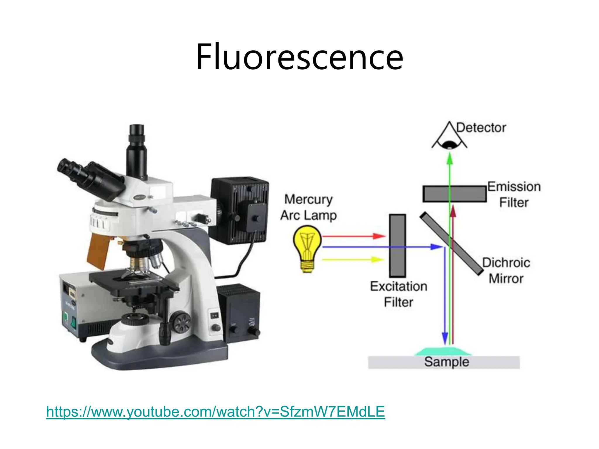 Microscopy and staining techniques details | PPT