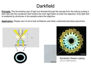 Microscopy and staining techniques details | PPT