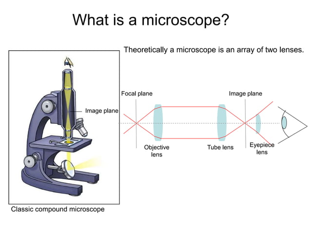 Microscopy and staining techniques details | PPT