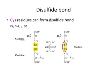 20 amino acids | PPT