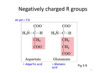 20 amino acids | PPT