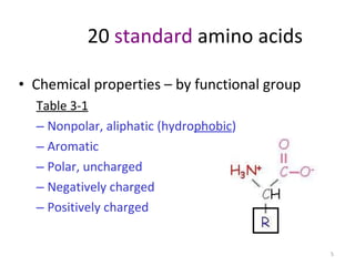 20 amino acids | PPT