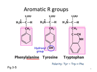 20 amino acids | PPT