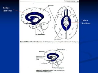 20_anatomisystema-limbicum-14-2-06-revisi.ppt