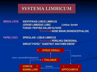 20_anatomisystema-limbicum-14-2-06-revisi.ppt