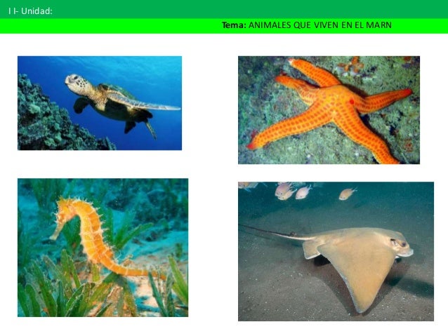 20 animales que viven en el mar