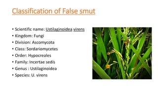 20BSCAGH306 PLPT - 519 false smut.pptx