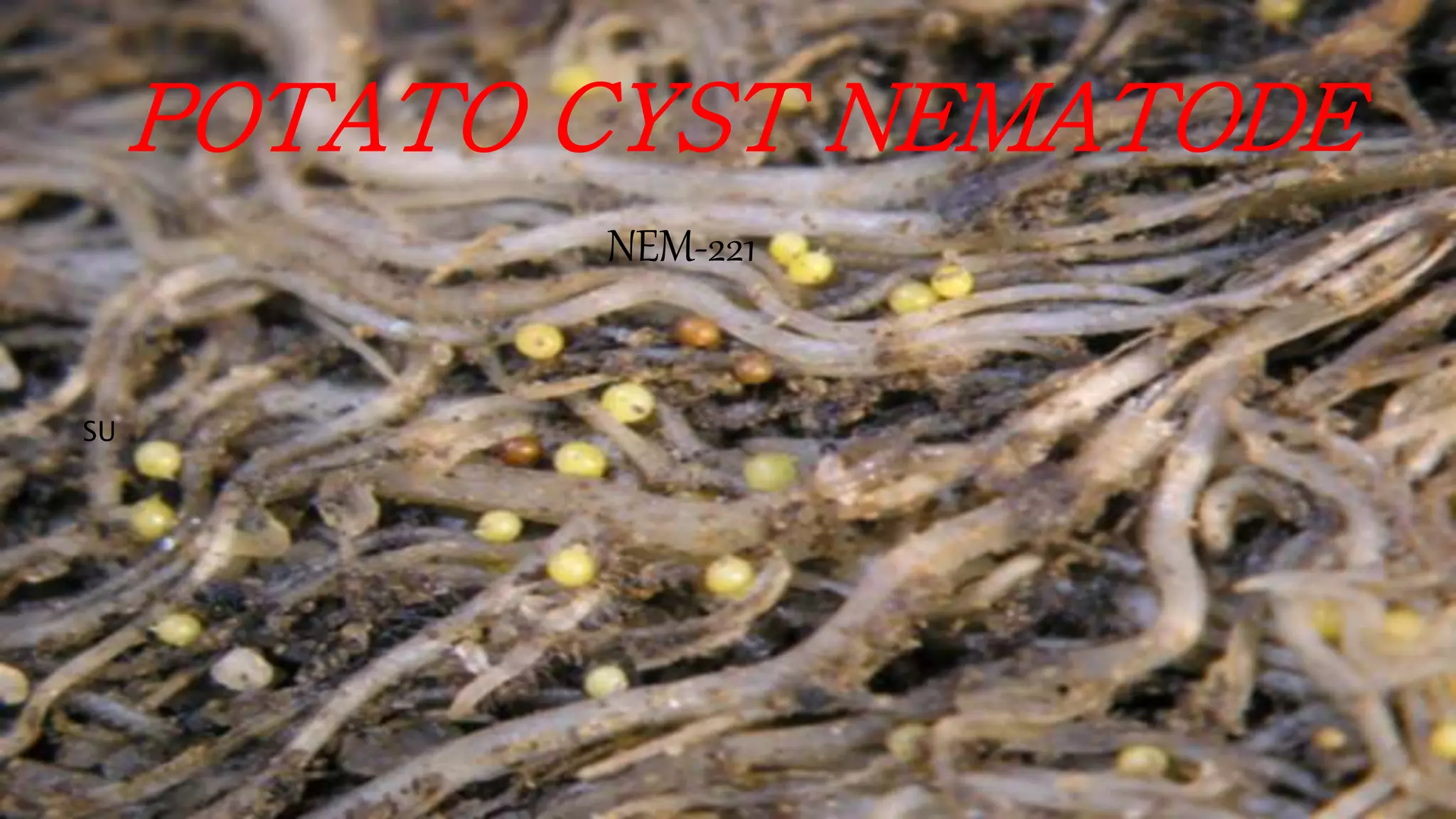 POTATO CYST NEMATODE | PPTX