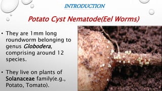 POTATO CYST NEMATODE | PPTX