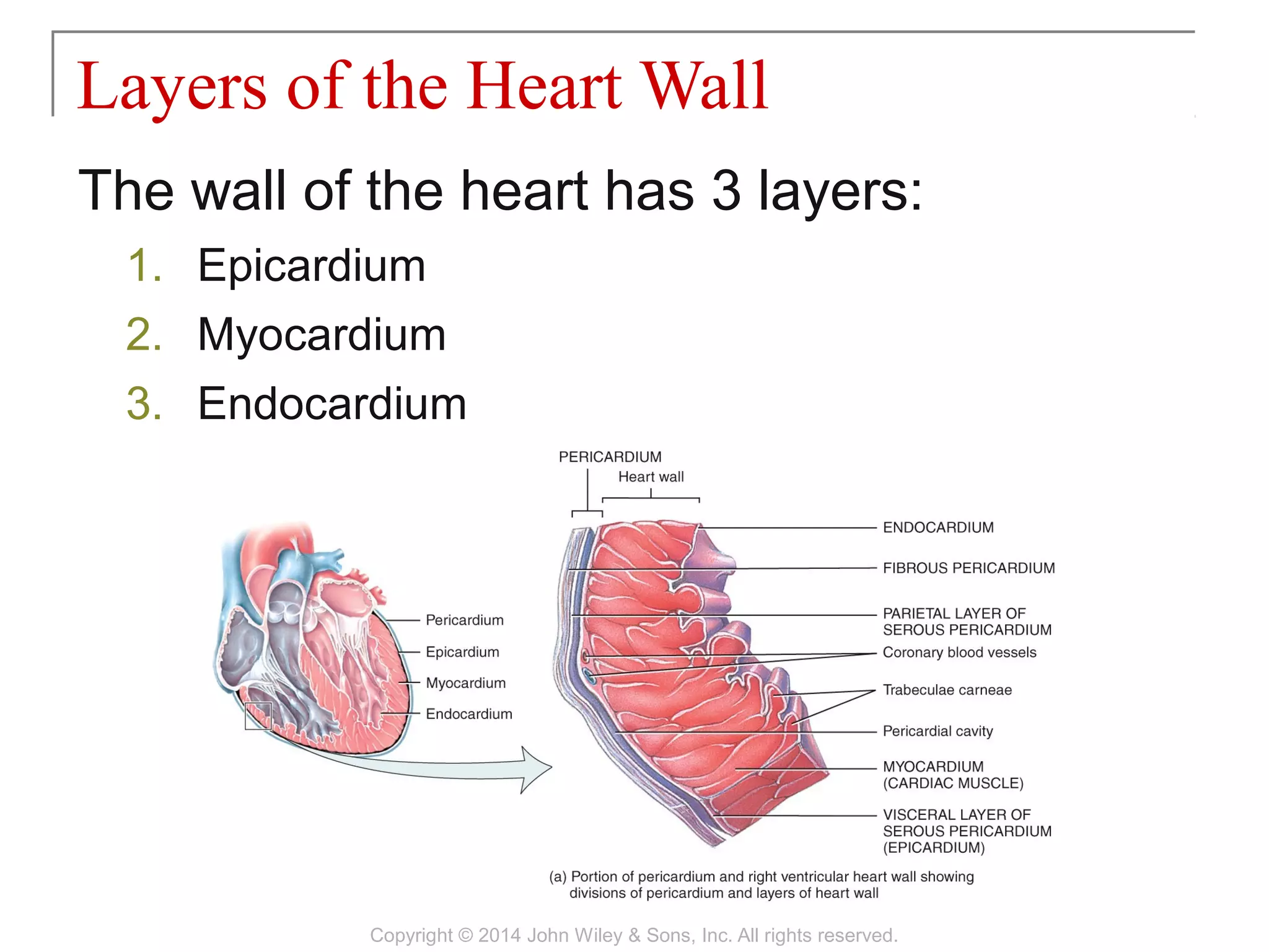 20 [chapter 20 the cardiovascular system the heart] | PPT