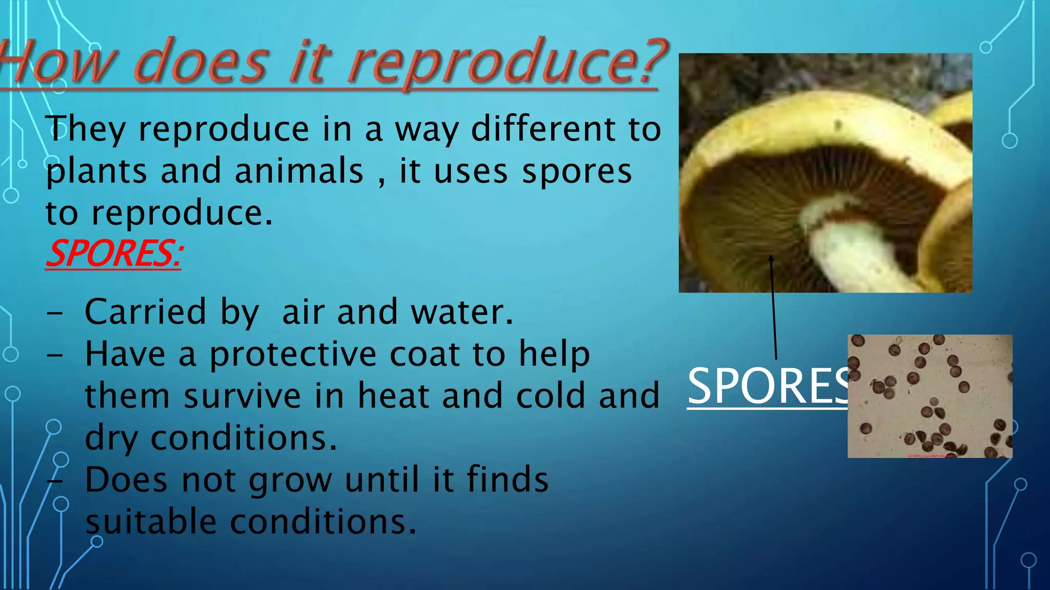 20 chapter 4 microorganisms | PPTX